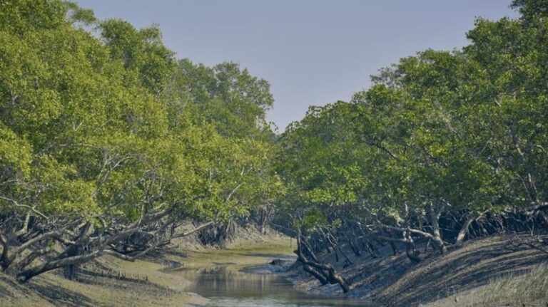 A Green Growth for India: Special Focus on Mangrove Protection - Centre ...